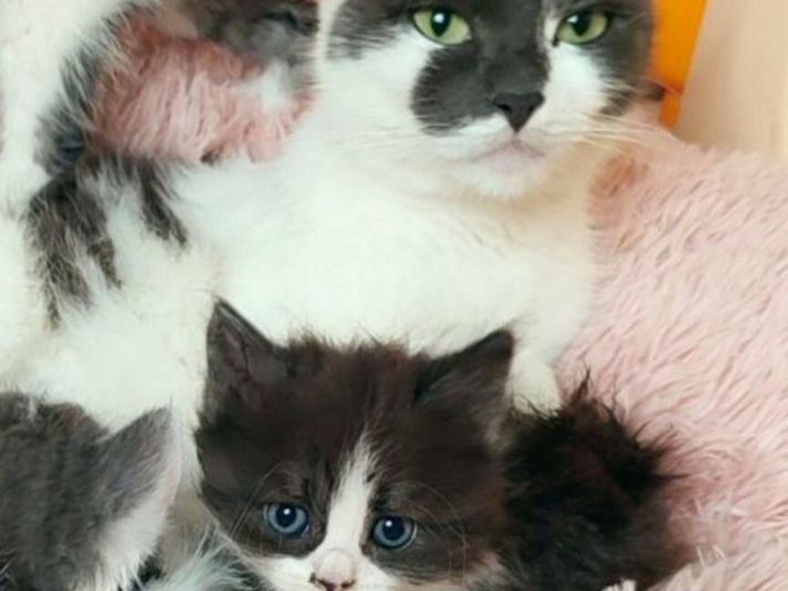 Милейшие, пушистые котята с ветеринарным паспортом