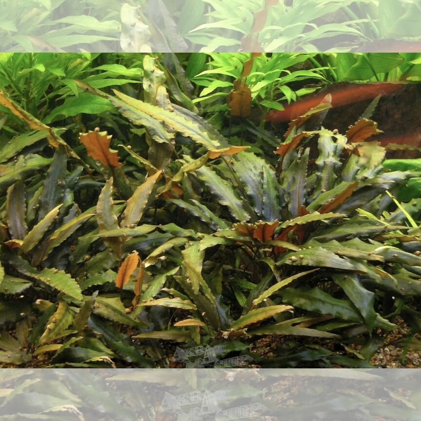 Криптокарина