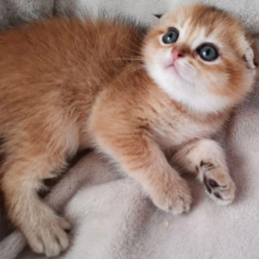Шотландские котята