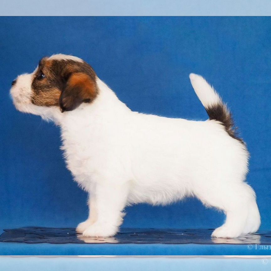 Девочка Джек Рассел терьера