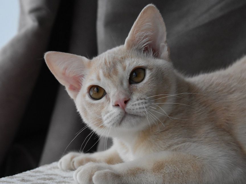 Бурманский Кремовый мальчик