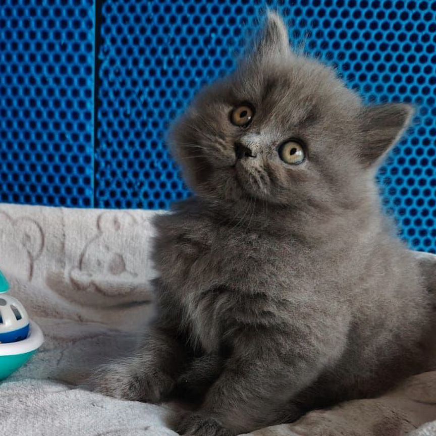 Шотландский прямоухий длинношёрстный котёнок