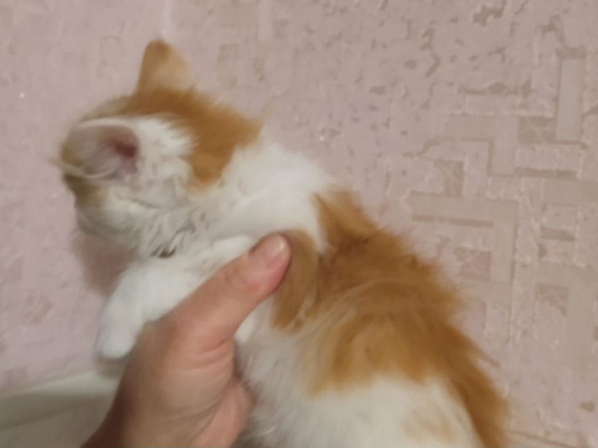 Пушистый котик