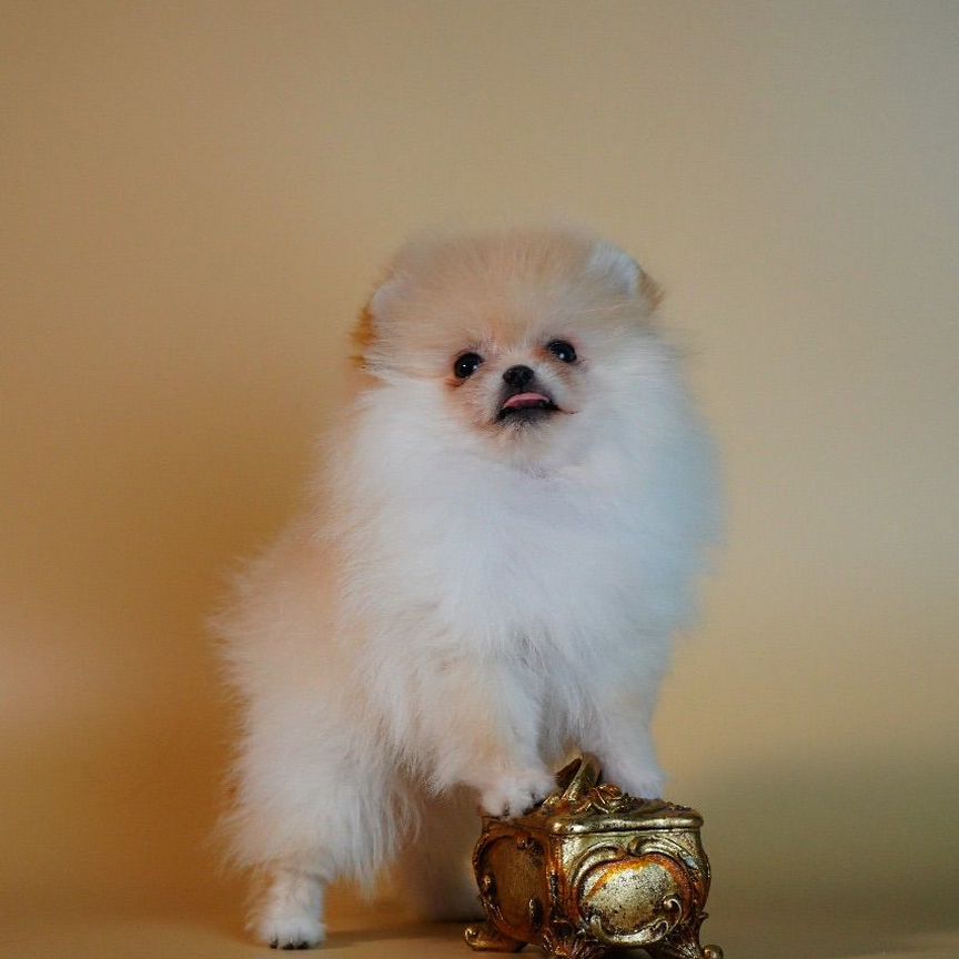 Померанская принцесса