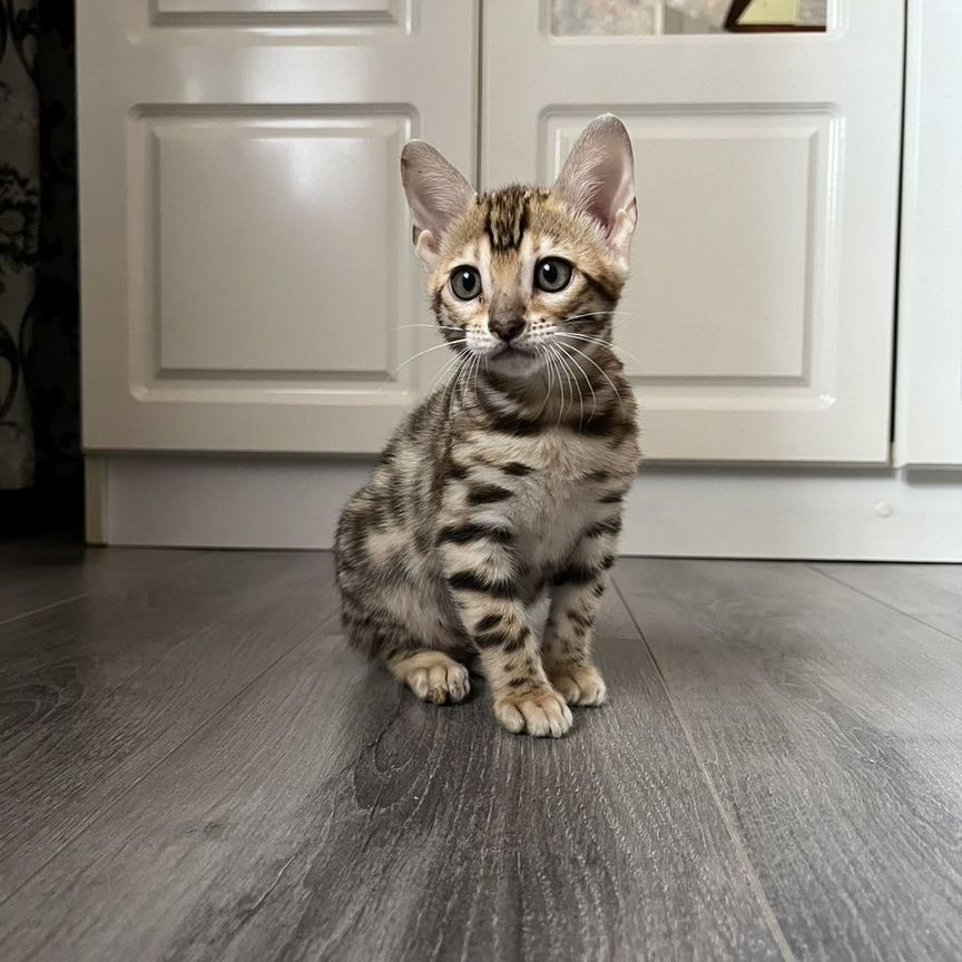 Бегальский котёнок (девочка)