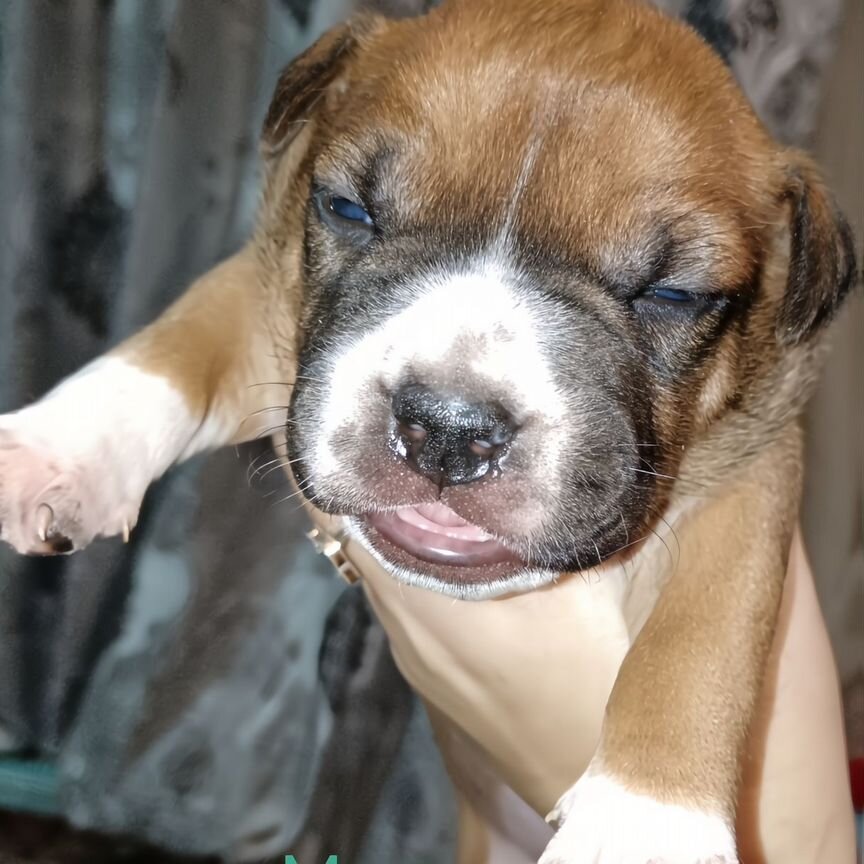 Американский стаффордширский терьер, щенок