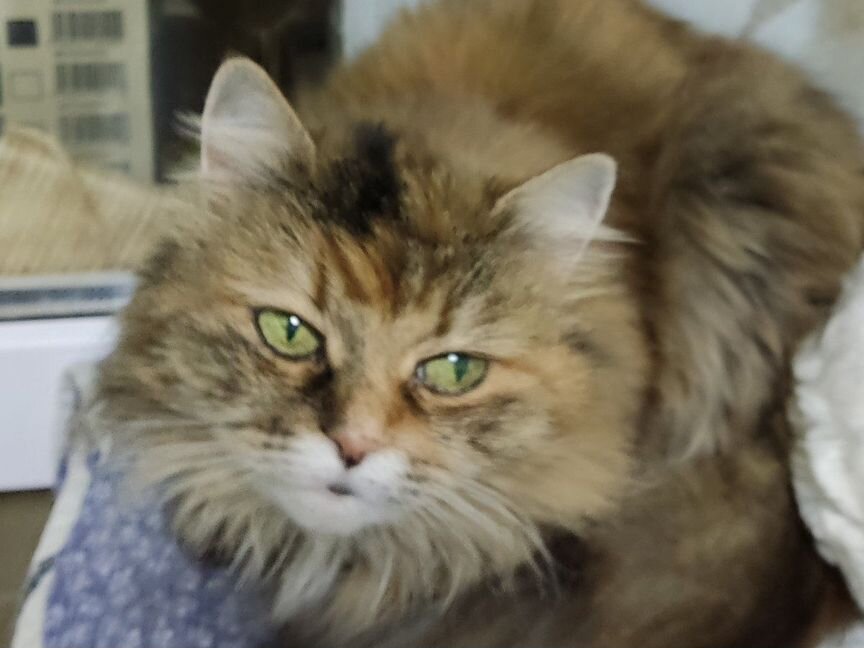Кошечка Малинка