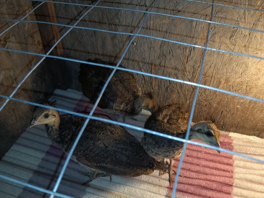 Павлины продажа