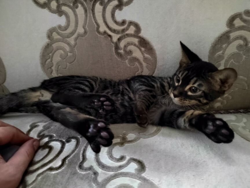 Бенгальские котята