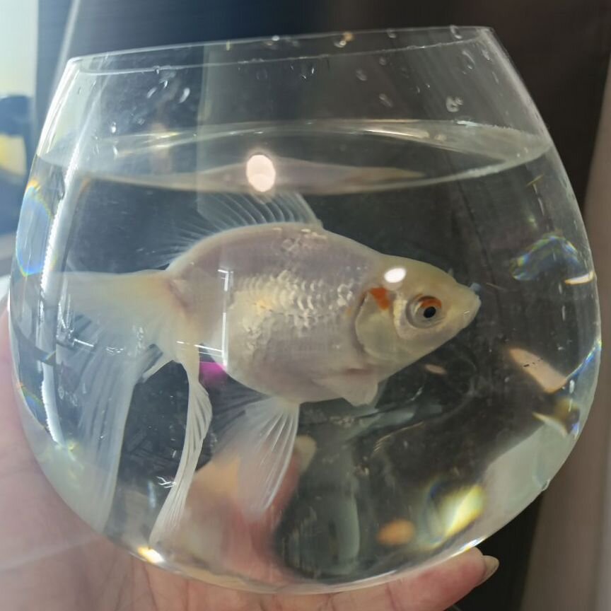 Продам золотых рыбок