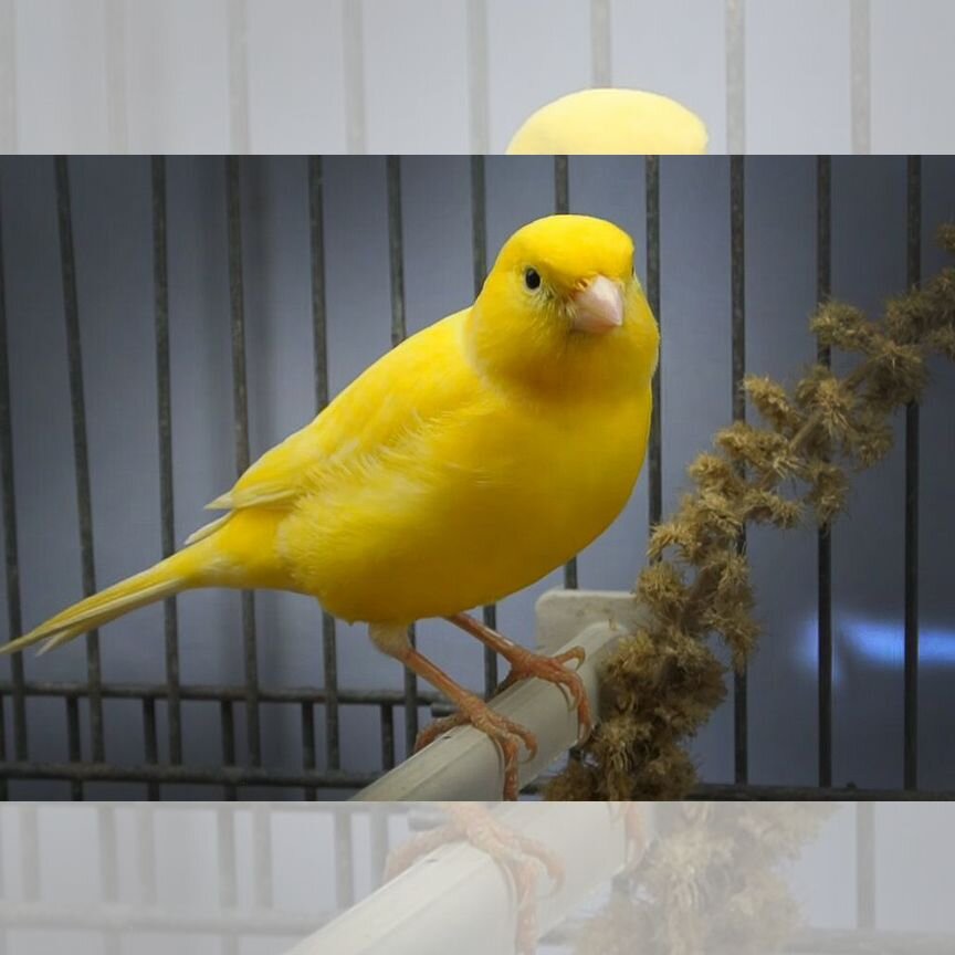 Продам канарейку