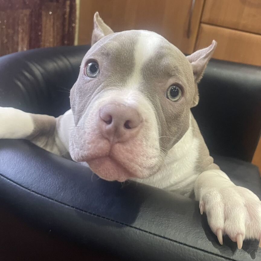 Американский булли, щенок