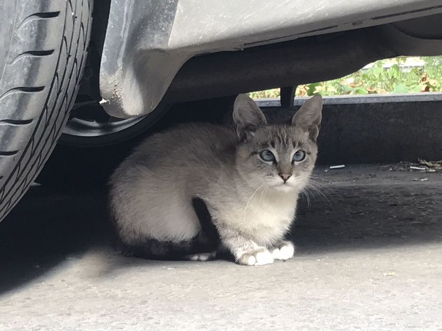 Котята в добрые руки мальчик