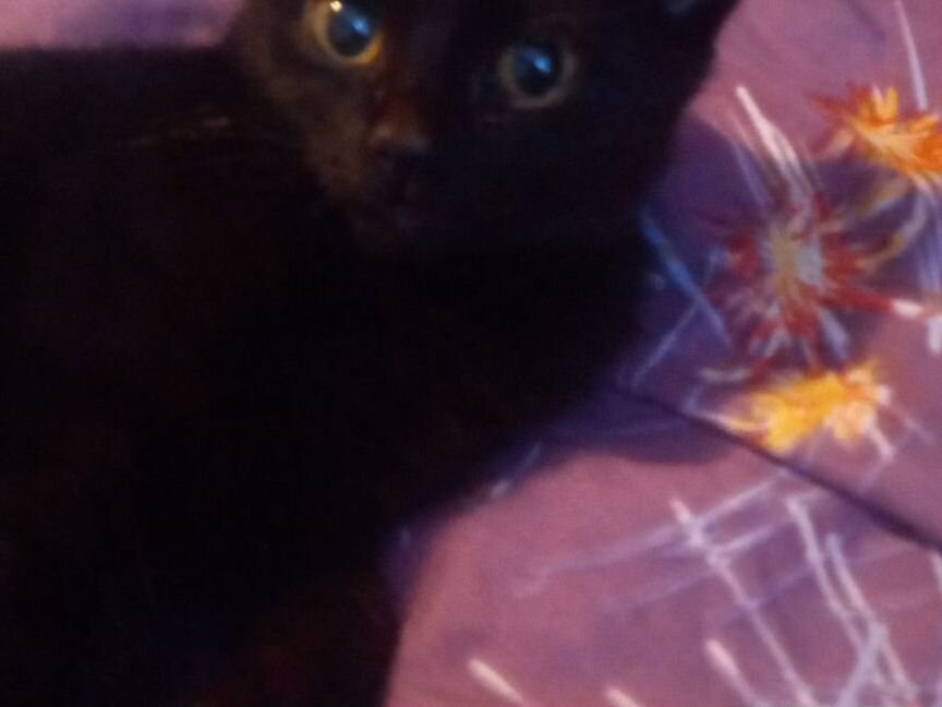 Найденыш ищет свой дом