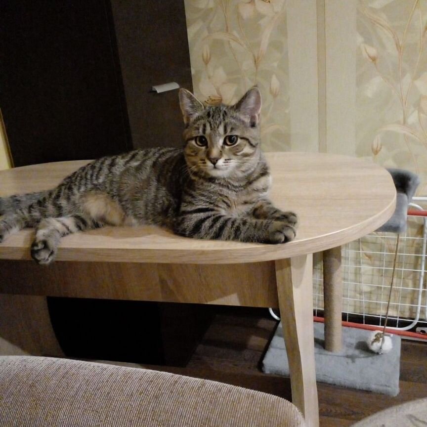 Котёнок