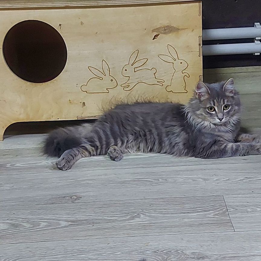 Сибирский котёнок