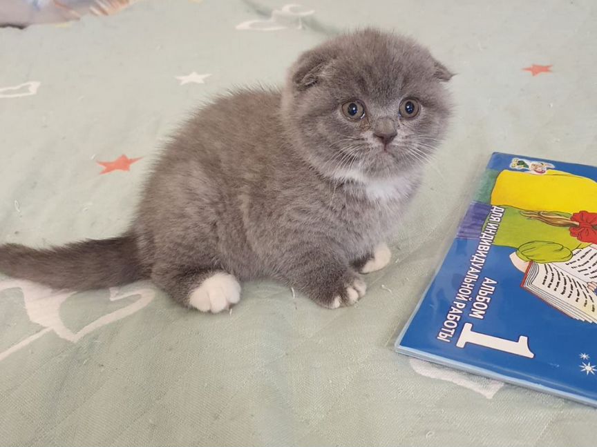 Шотландская вислоухая кошка