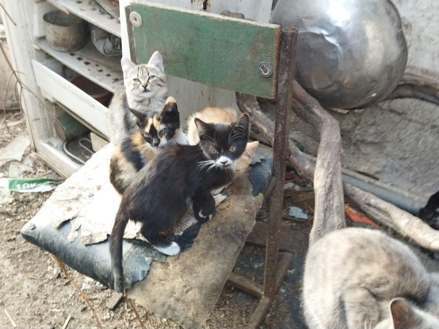 Подброшенные котята от кошки крысоловки ищут дом