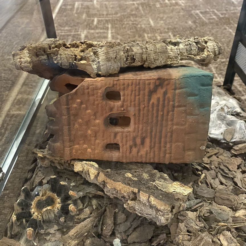 Террариум для паука