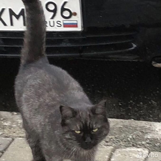 Британская кошка очень красивая, Выбросили соседи
