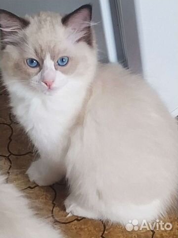 Котик Рэгдолл