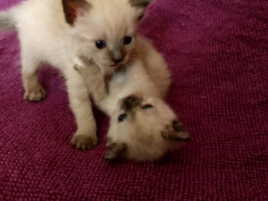 Невские маскарадные котята