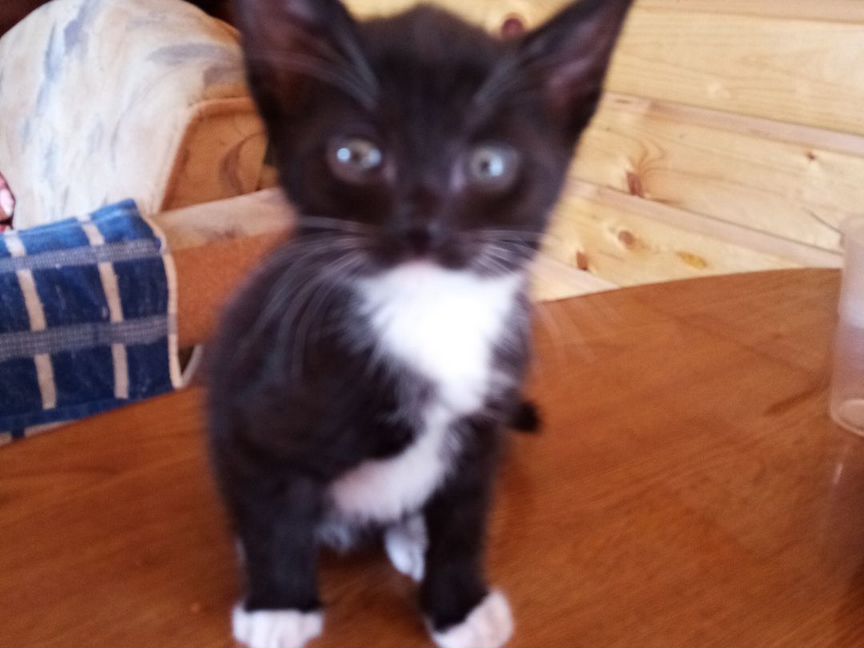 Котята в добрые руки бесплатно коты