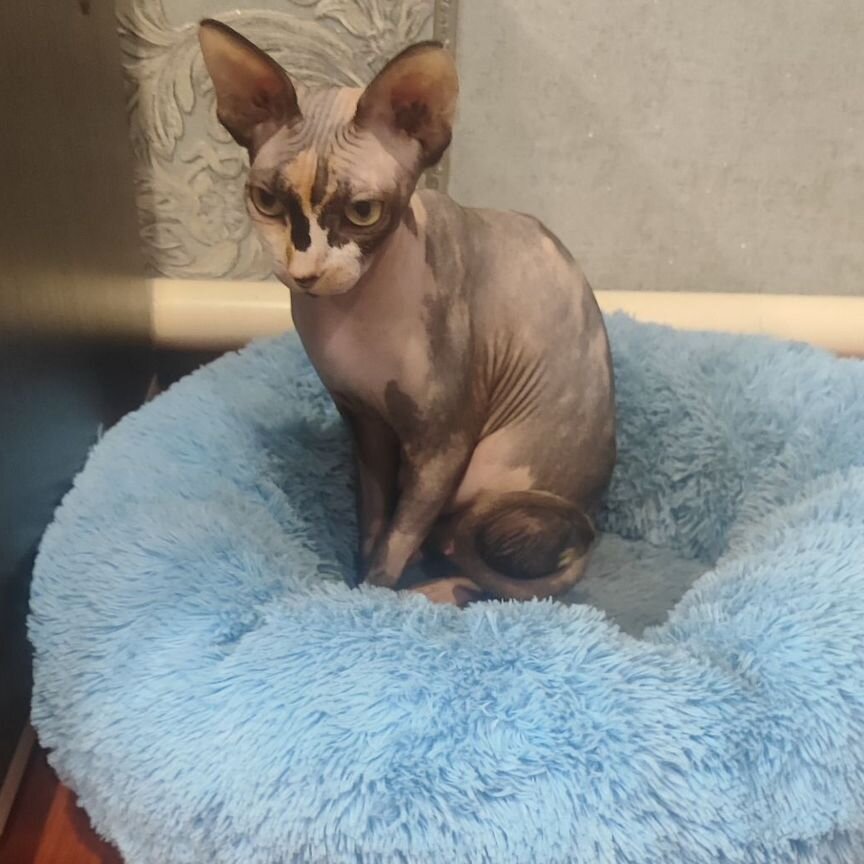 Канадский сфинкс котёнок