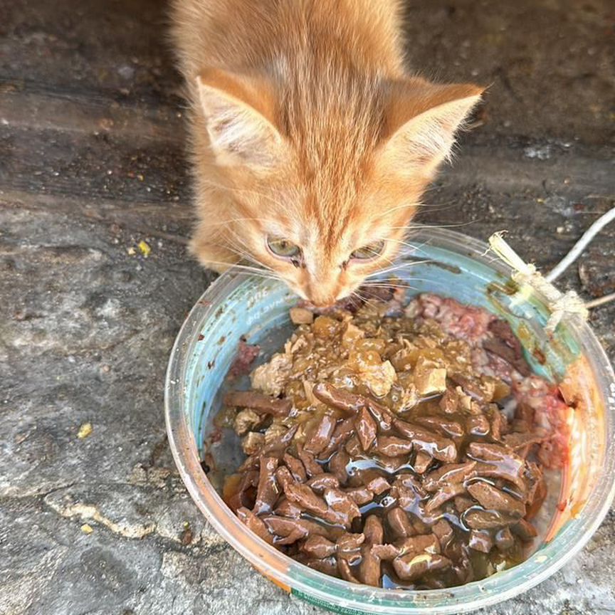 Рыжий маленький котенок один на улице