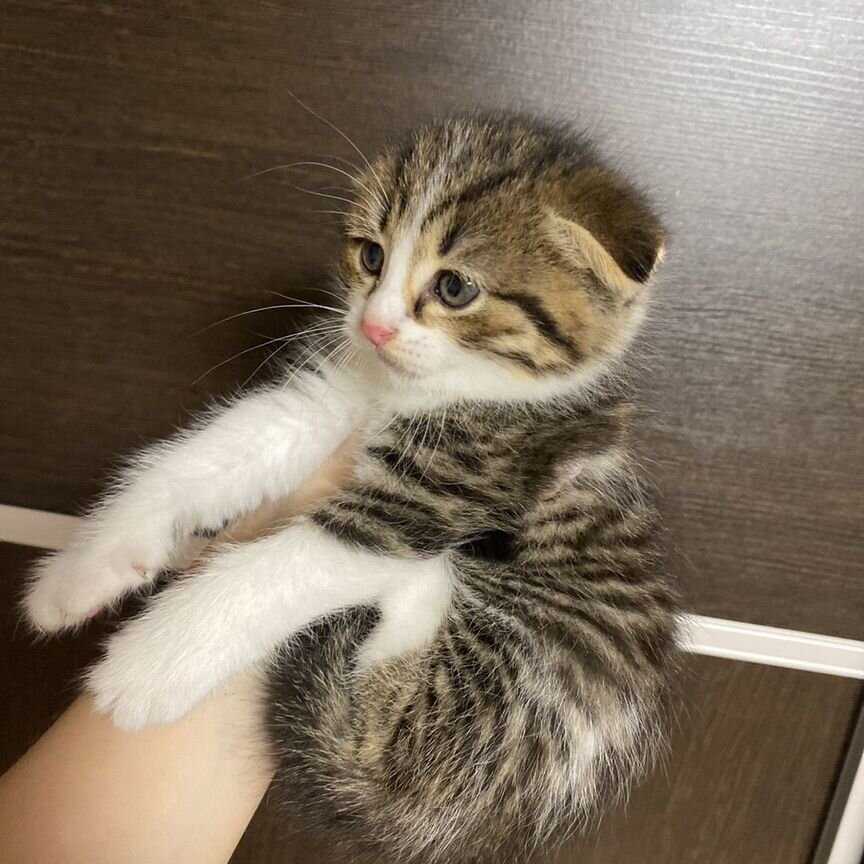 Котята от вислоухой Шотландки