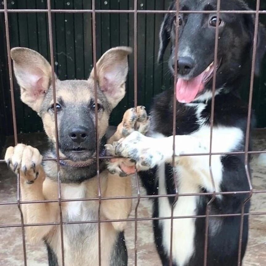 Собака в добрые заботливые руки