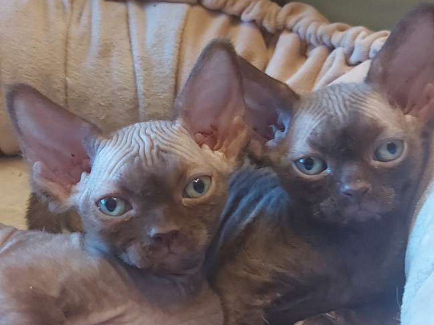 Котята девон-рекс