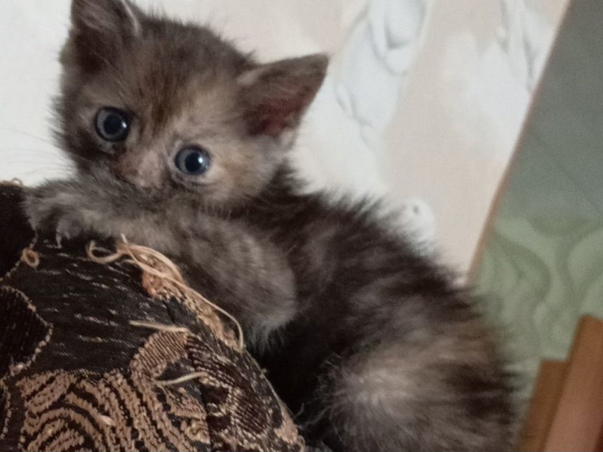 Отдам кошечку в добрые руки