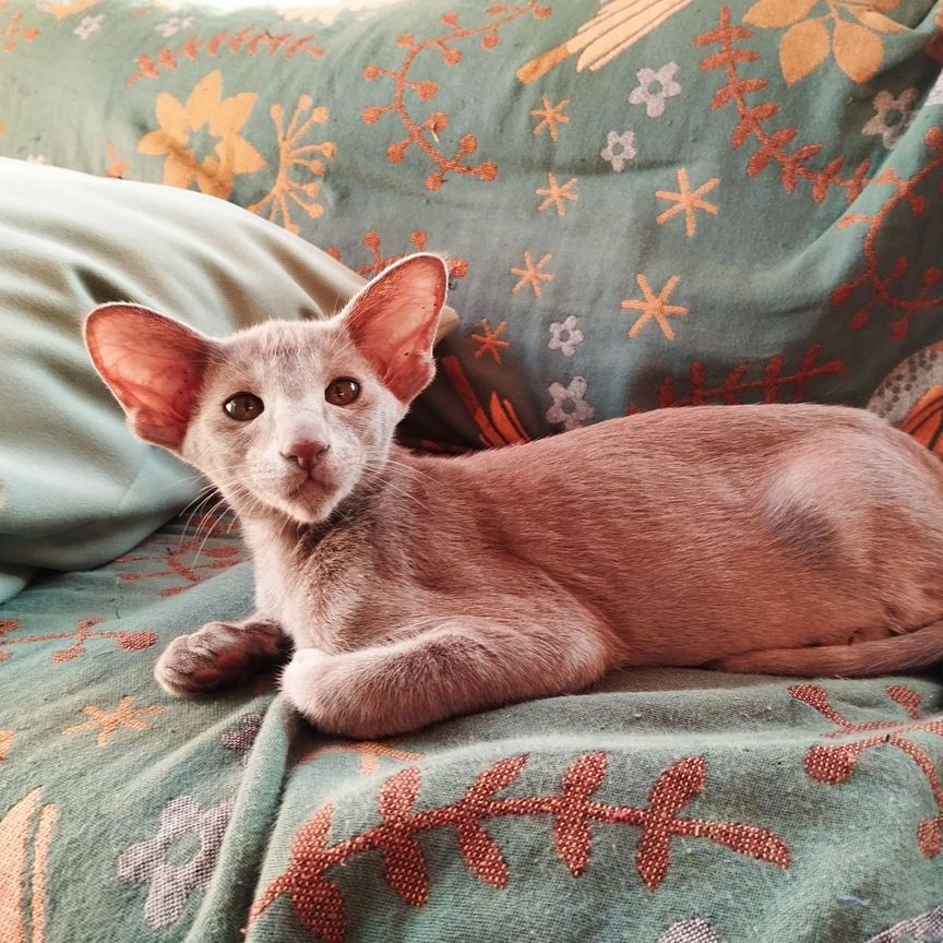 Котята 3,5 мес