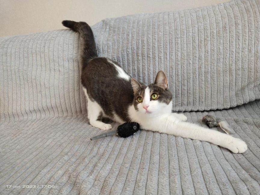 Кошка в дар