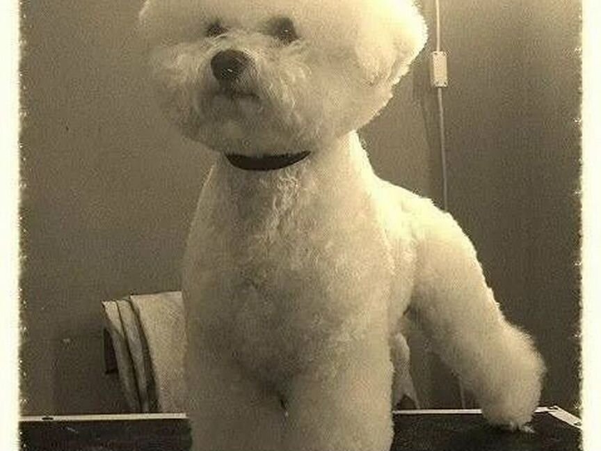 Бишон фризе девочка