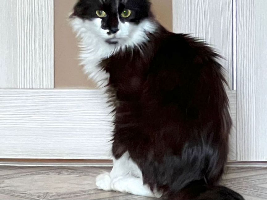 Молодой котик