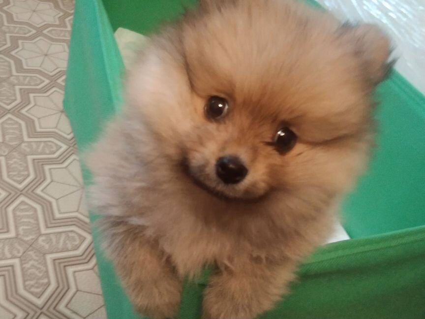 Померанский шпиц