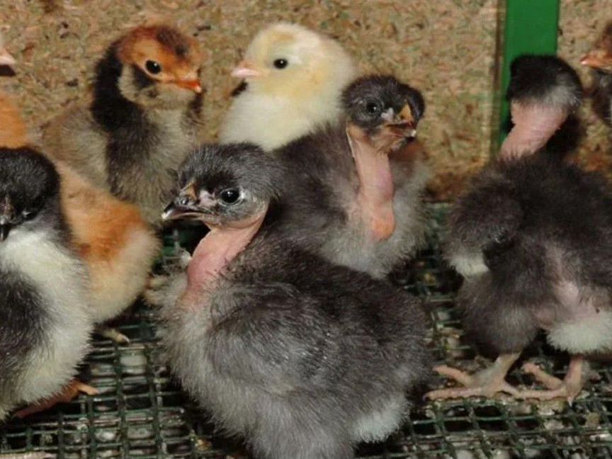 Цыплята голошейные, Испания