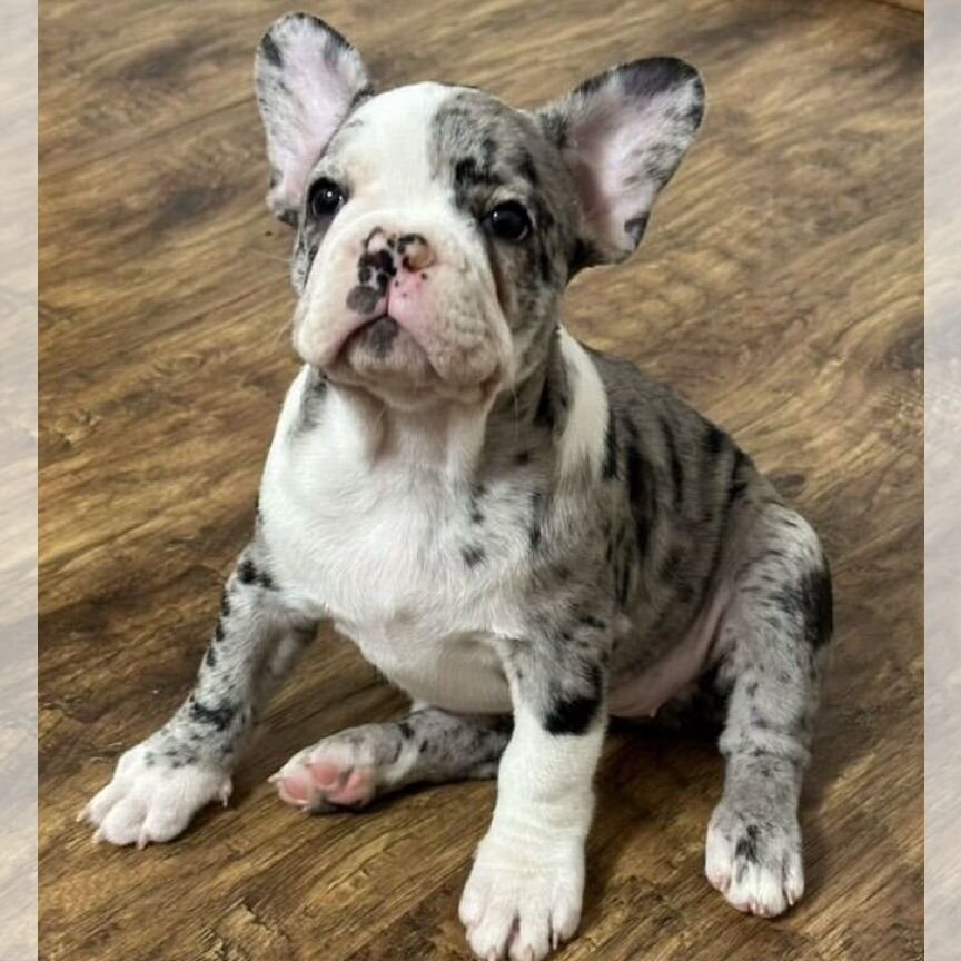 Французский бульдог, щенок