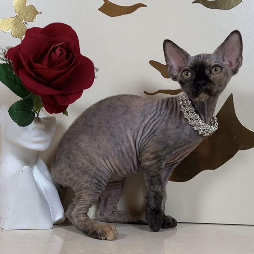 Девон-рекс котёнок