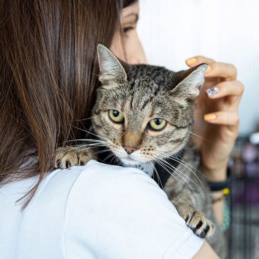 Красивая кошечка ищет дом