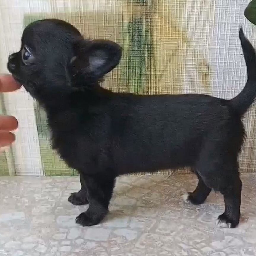 Чихуашечка