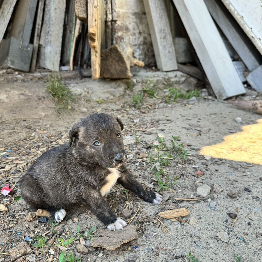 Щенок в добрые руки