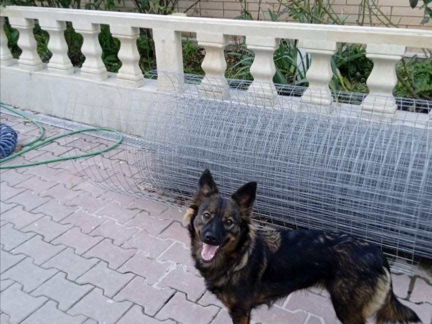 Собака в добрые руки