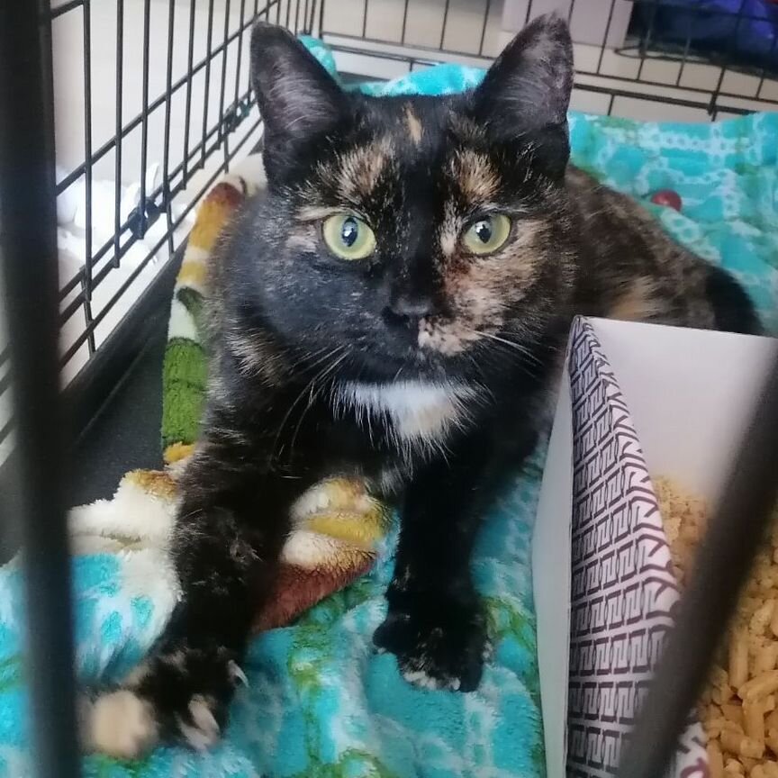 Взрослая, кошка в добрые руки