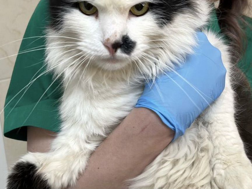 Домашнего котика нашли на улице