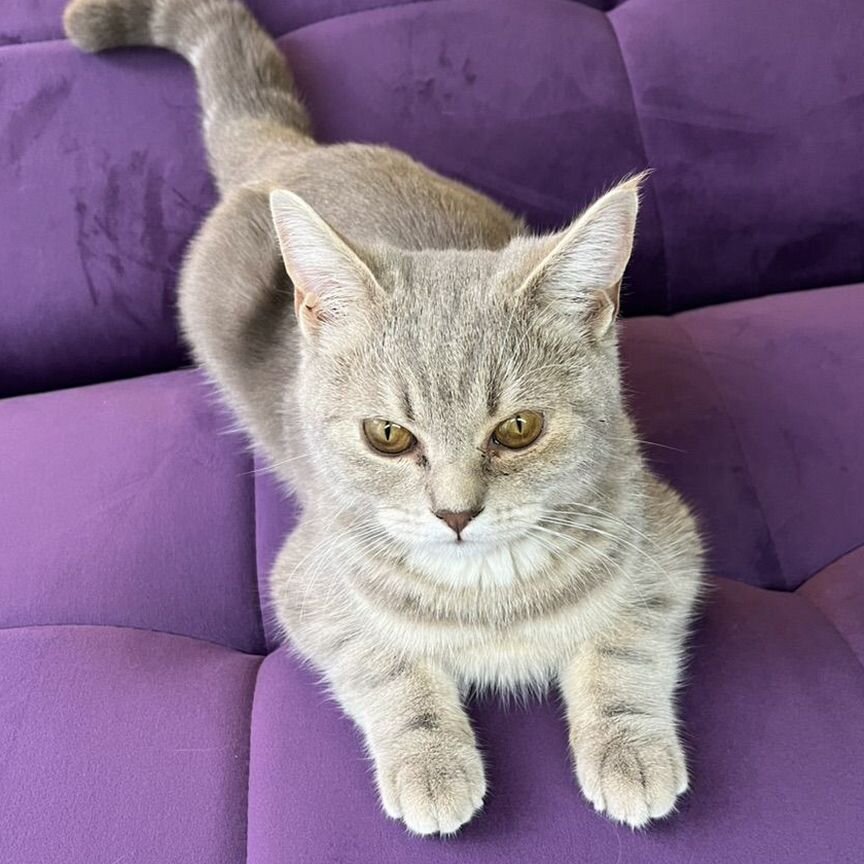 Отдам в добрые руки