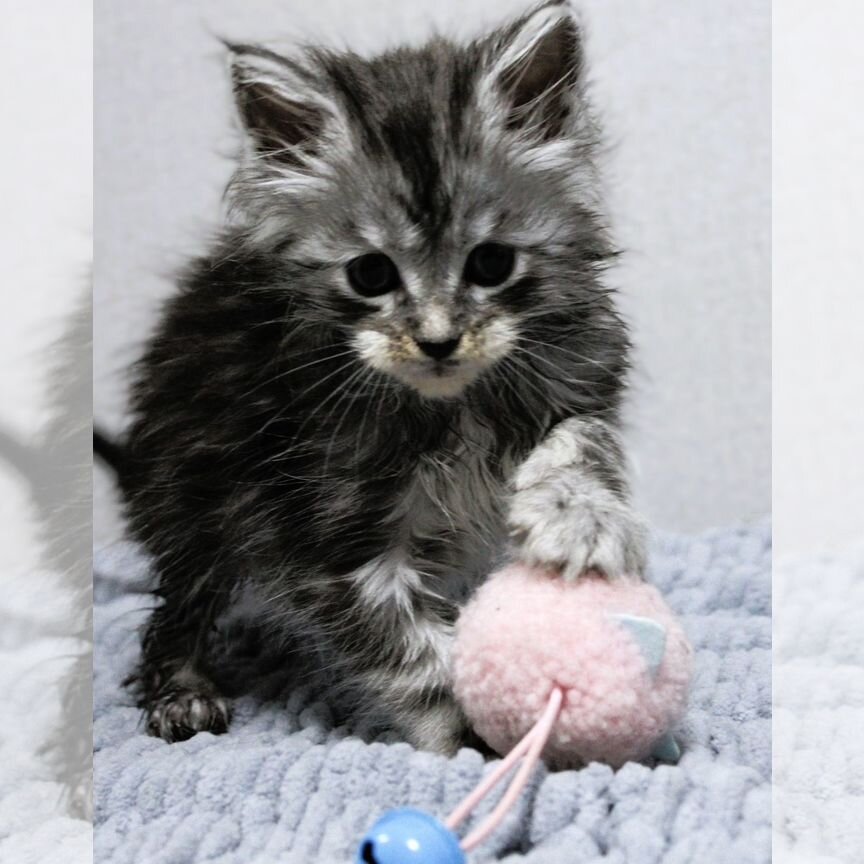 Мейн-кун котёнок