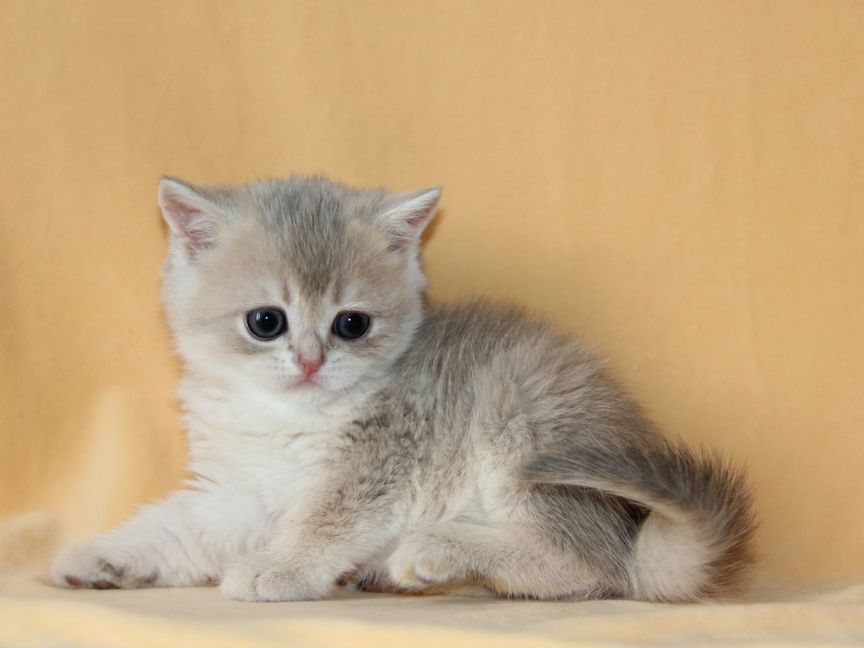Золотиночки котятки
